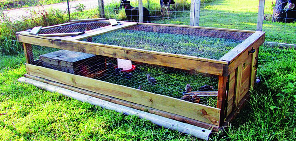 Raising Quail Outdoors - Backyard Poultry